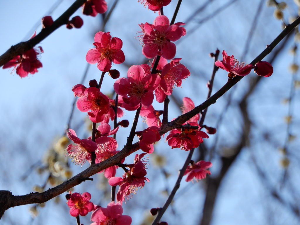 Les pruniers en pleine floraison | Japon Haute Couture